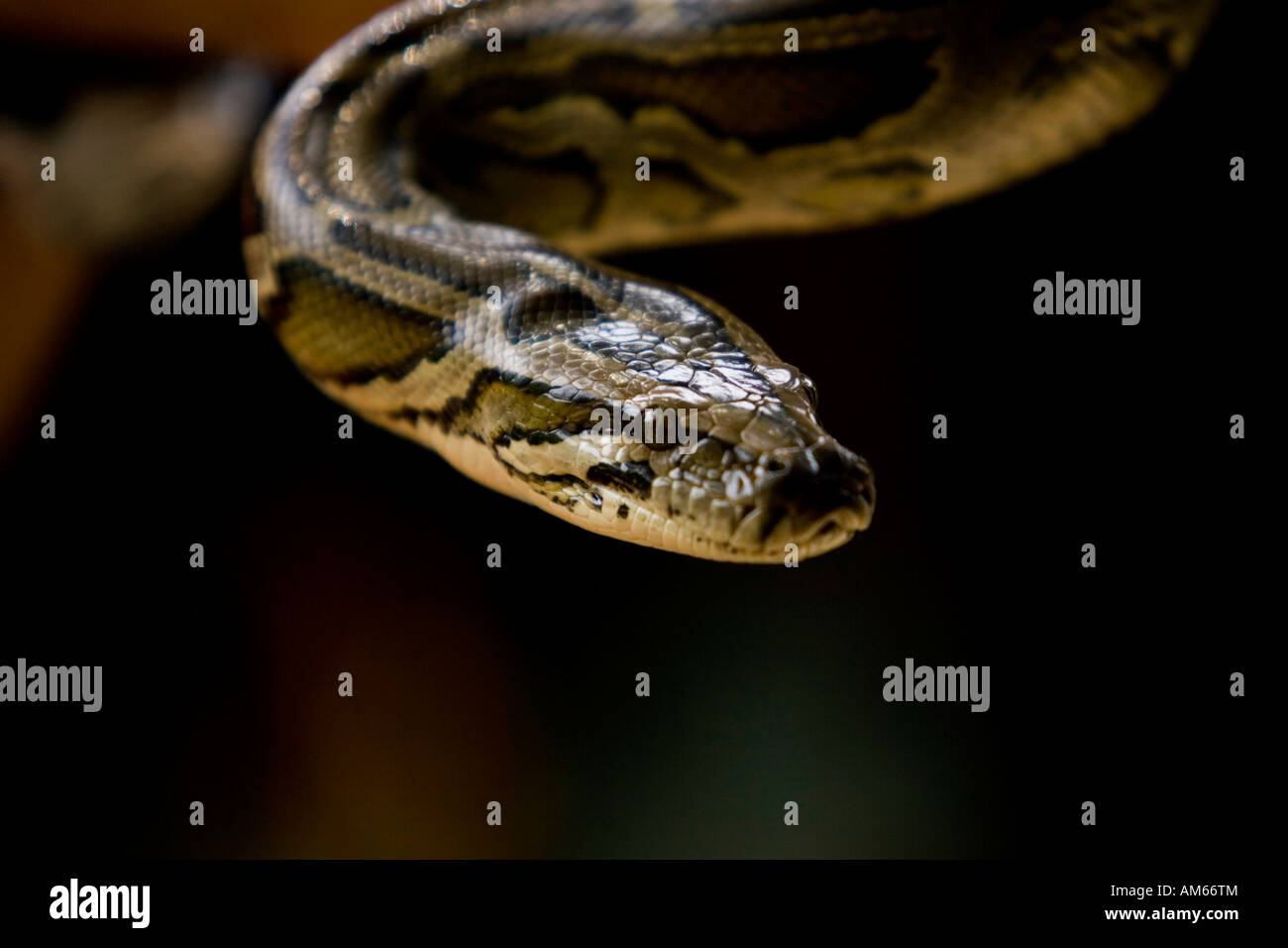Python in Vietnam, Asia Stock Photo - Alamy