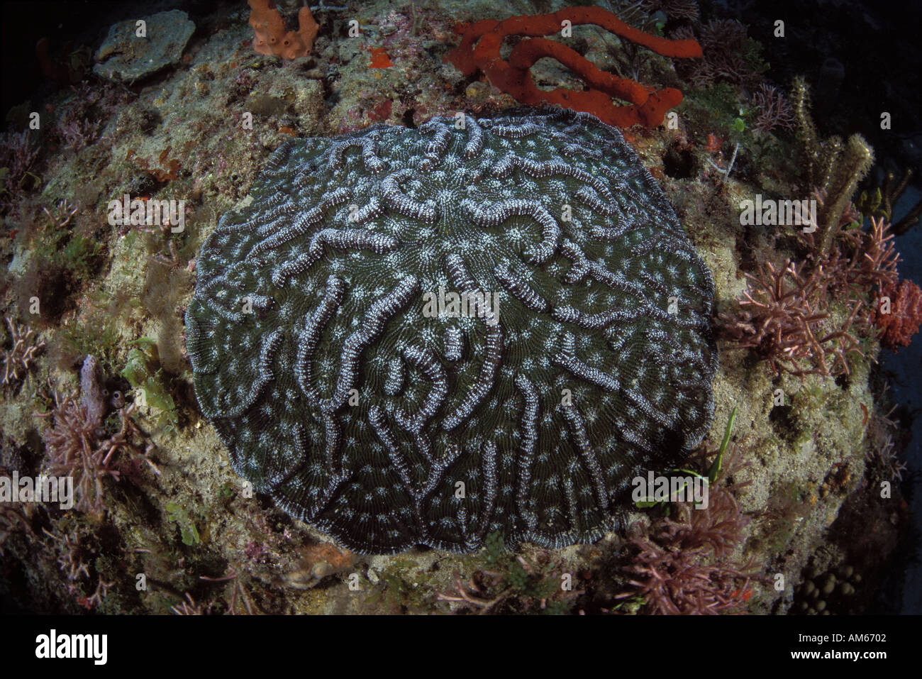 Knobby cactus hi-res stock photography and images - Alamy
