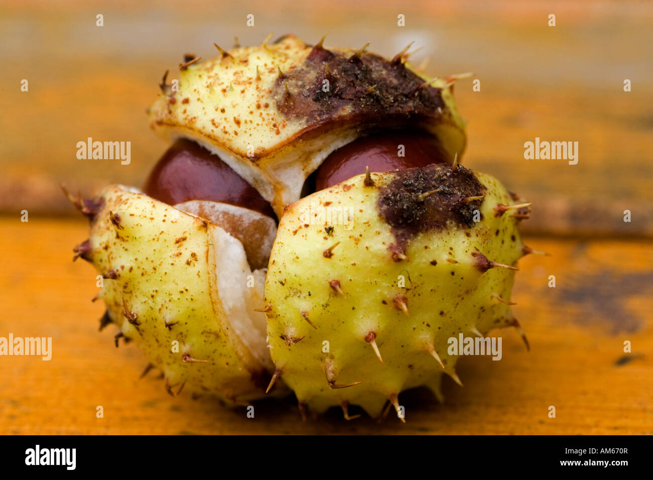 Bur of chestnut Stock Photo - Alamy