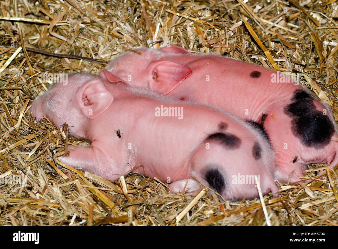 Two sleeping baby pigs Stock Photo - Alamy