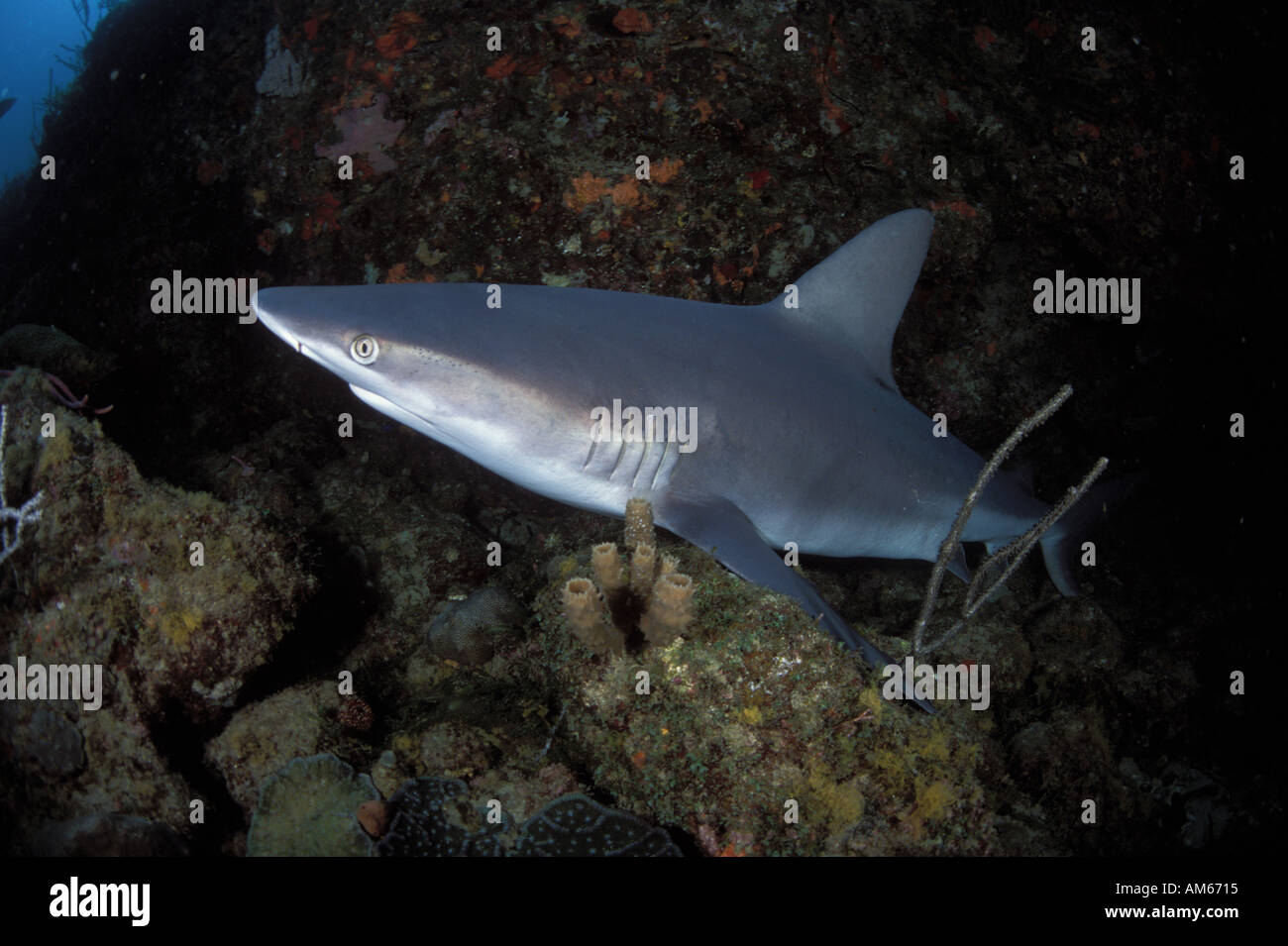 Underwater sandbar shark hi-res stock photography and images - Alamy