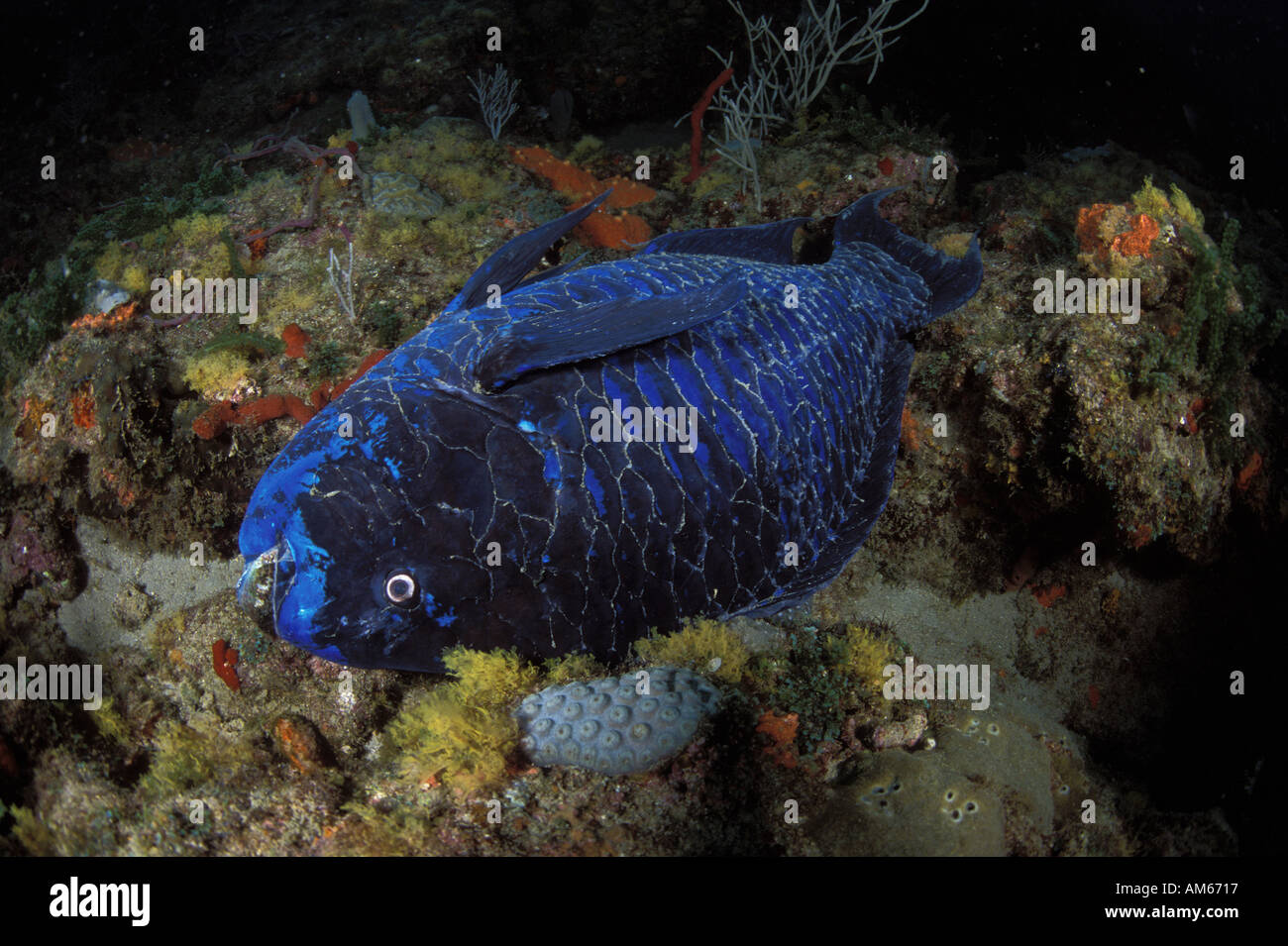 Midnight Parrotfish Scarus coelestinus killed by cold water upwelling ...