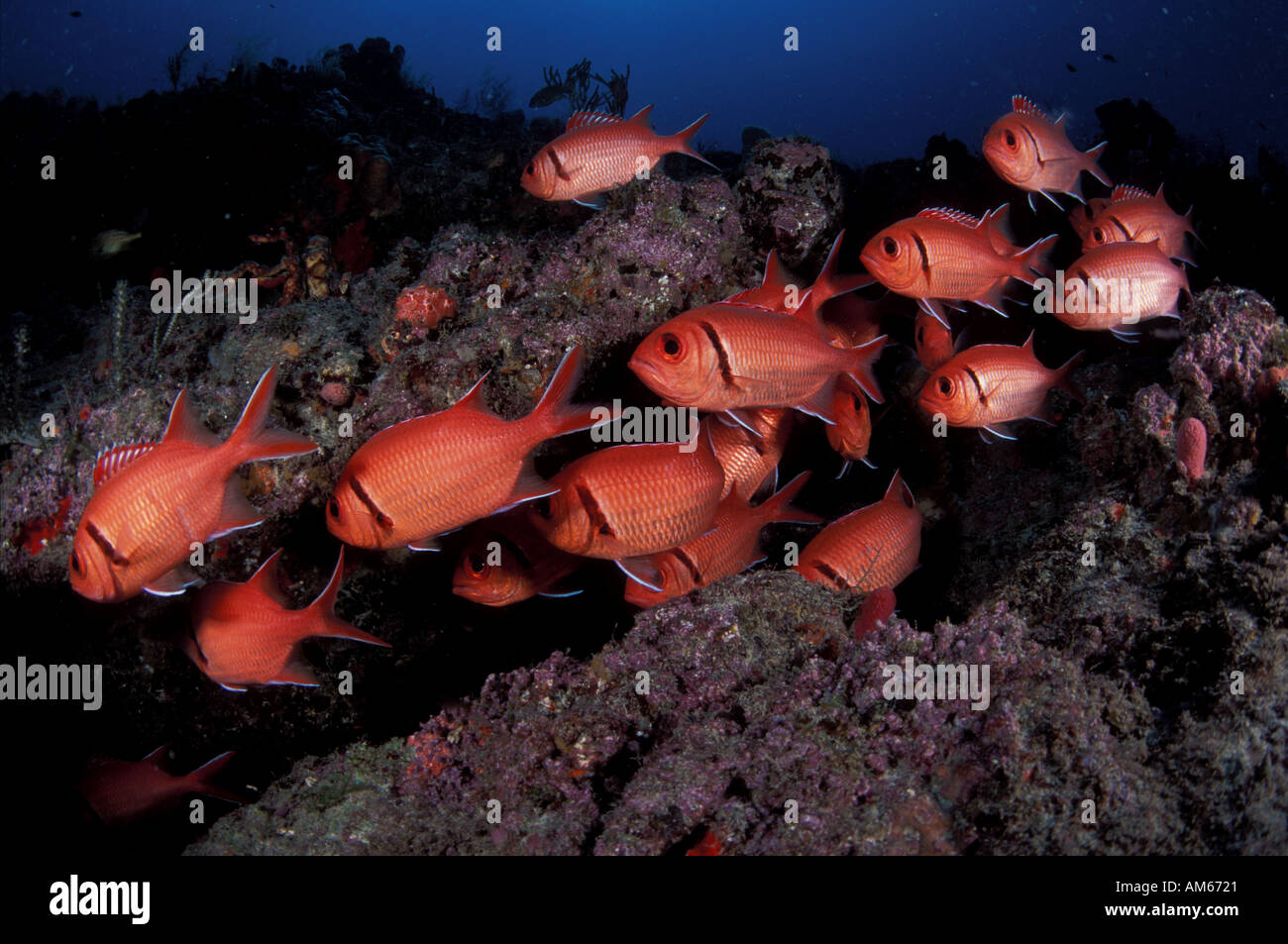 Black soldier fish hi-res stock photography and images - Alamy