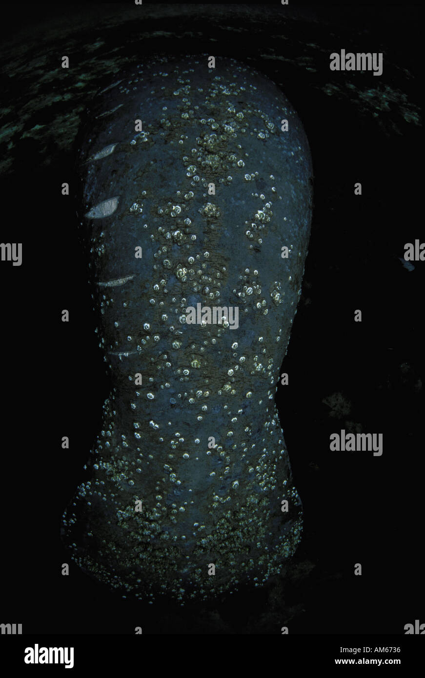 Florida manatee back hi-res stock photography and images - Alamy