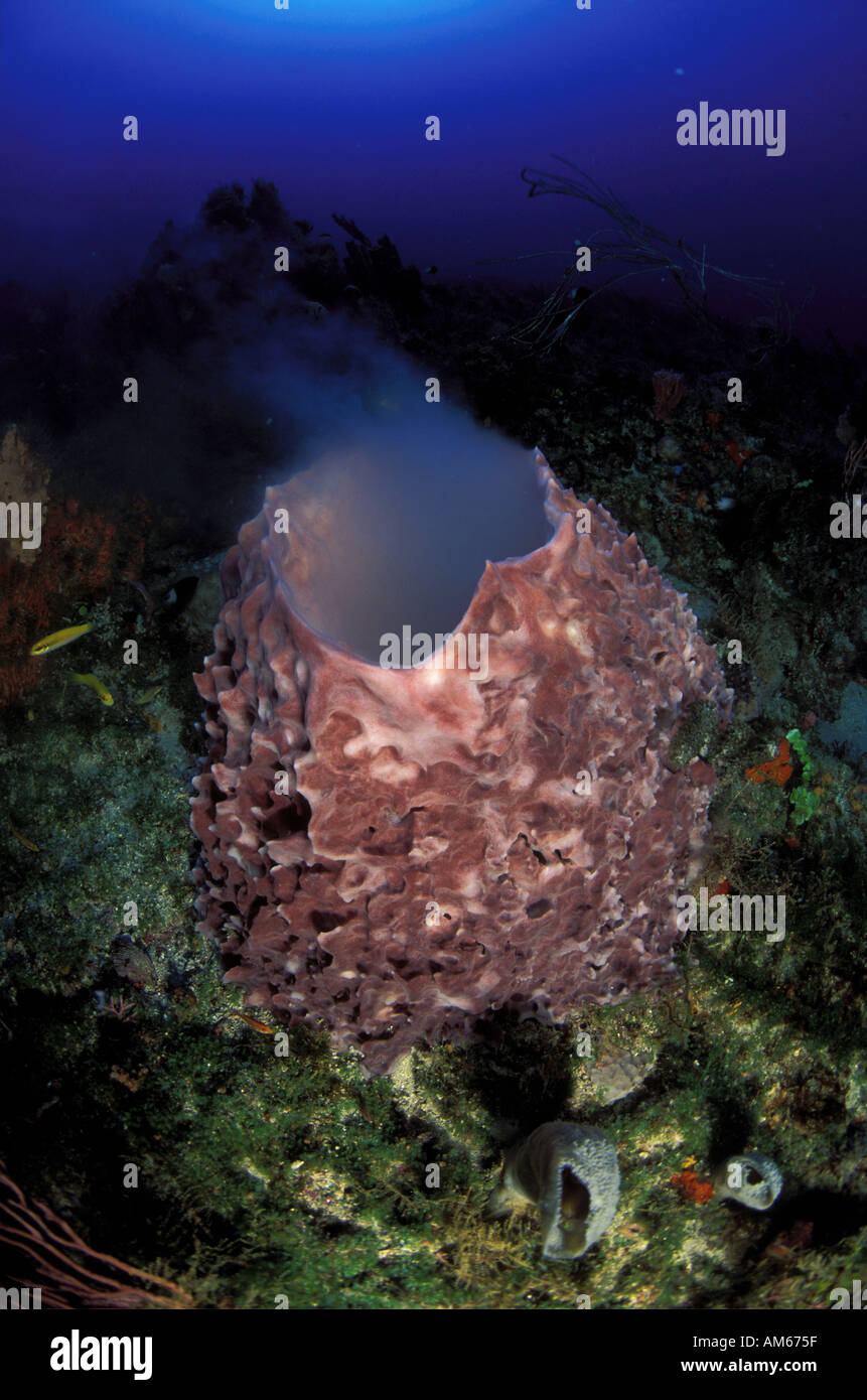Barrel Sponge Xestospongia muta spawning Stock Photo - Alamy