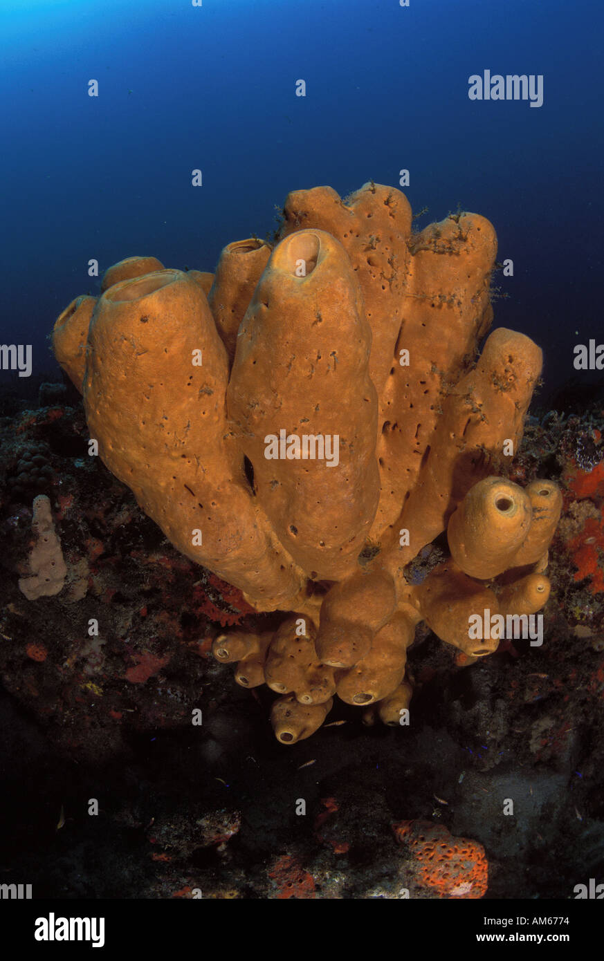 Brown Tube Sponge Agelas conifera Stock Photo - Alamy