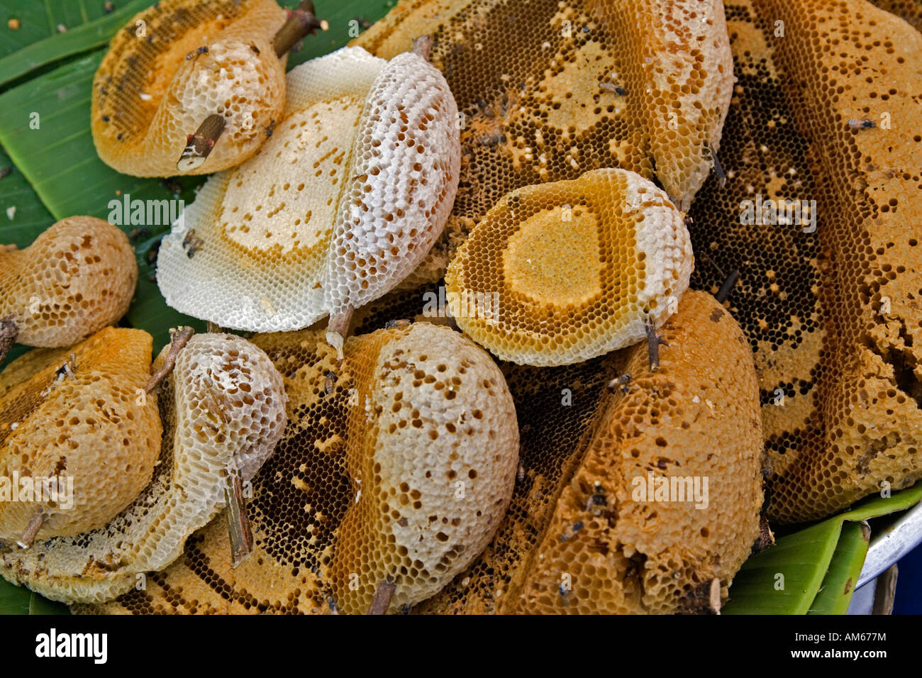 Honey combs of wild bees on a market Stock Photo - Alamy