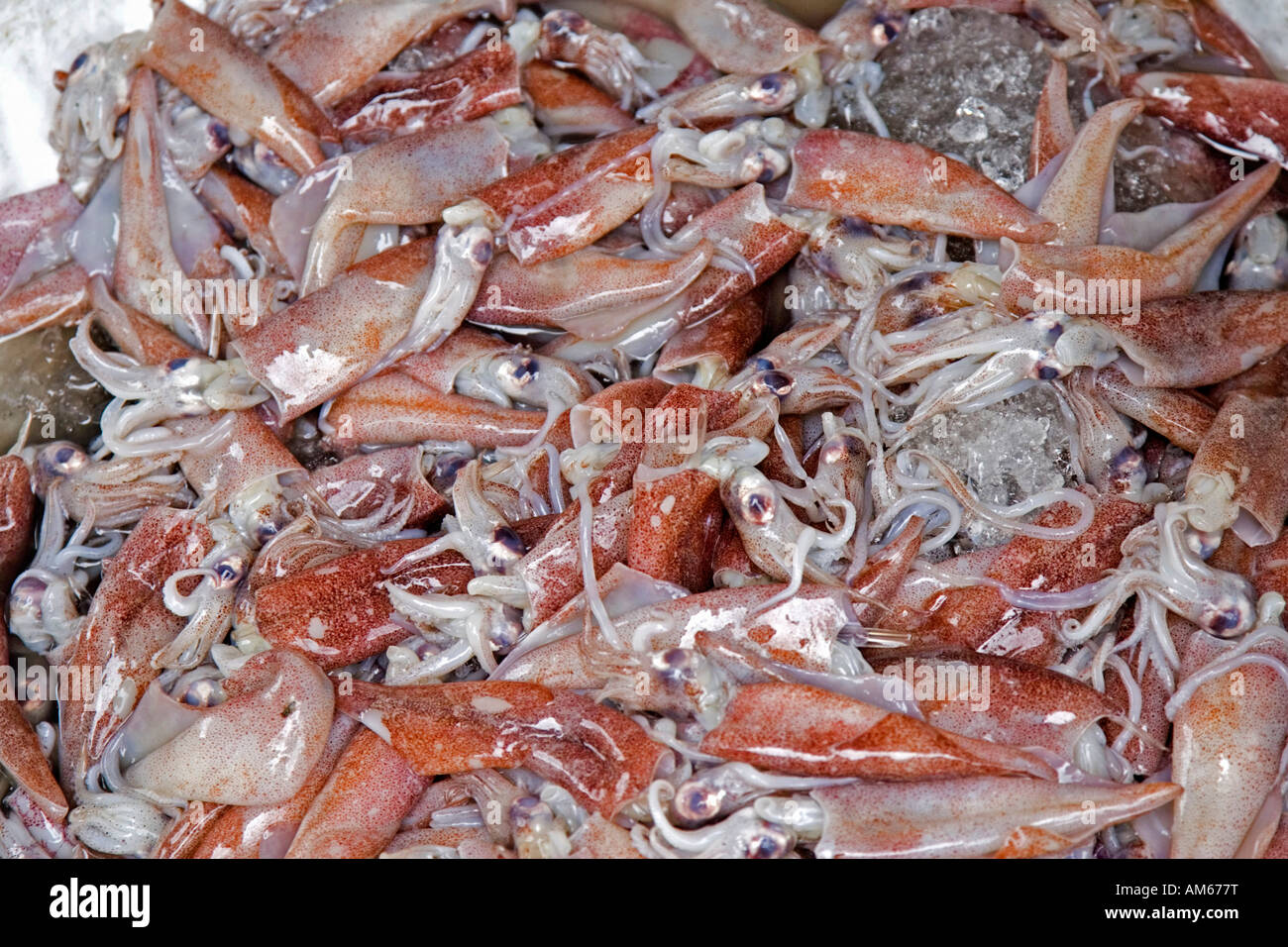 Cuttlefish feeding not cuisine hi-res stock photography and images - Alamy