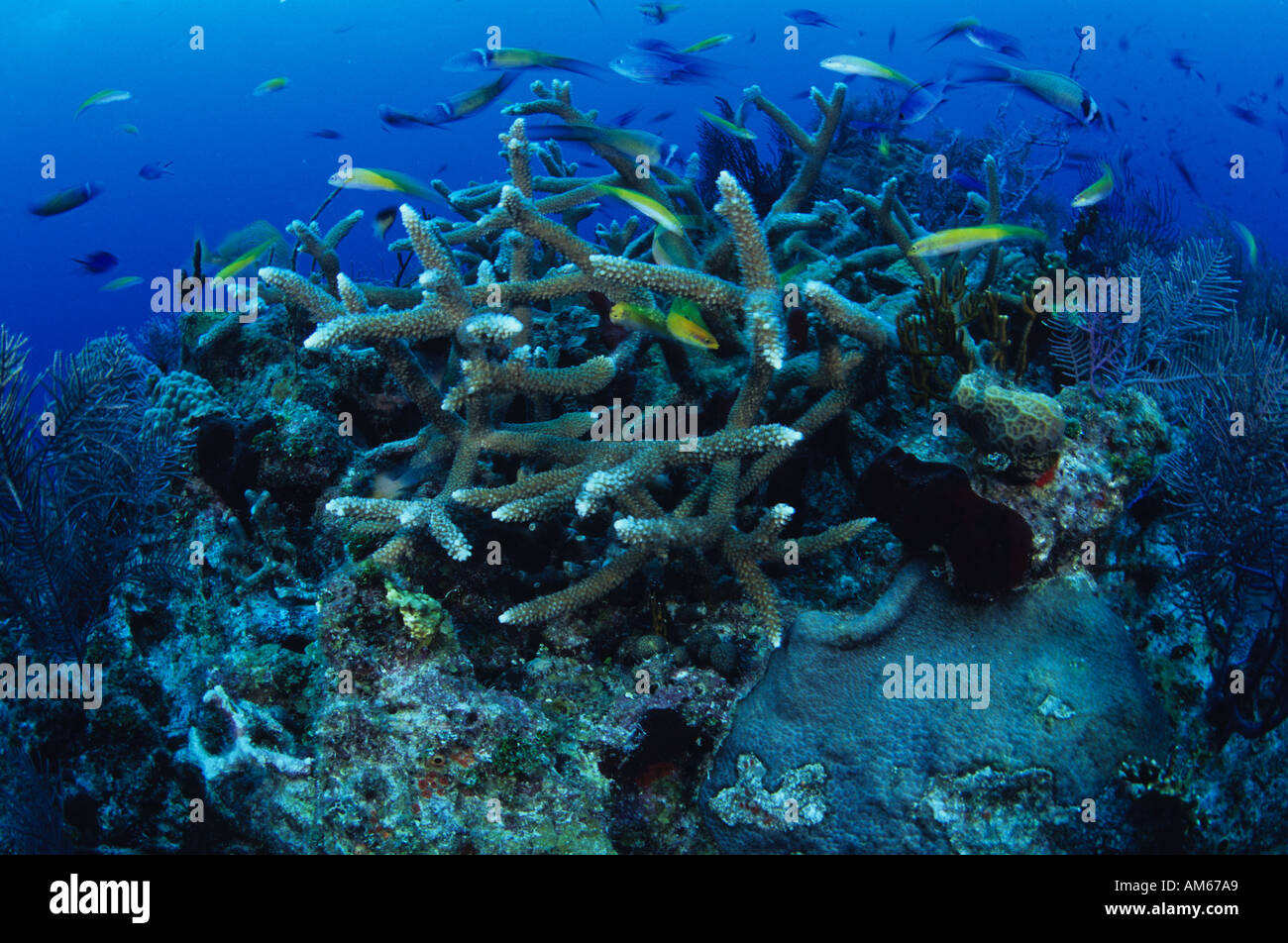 Blue Head Wrasse on coral Thalassoma bifasciatum Stock Photo - Alamy