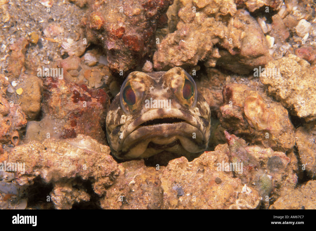 Banded Jawfish Opistognathus macrognathus Stock Photo - Alamy