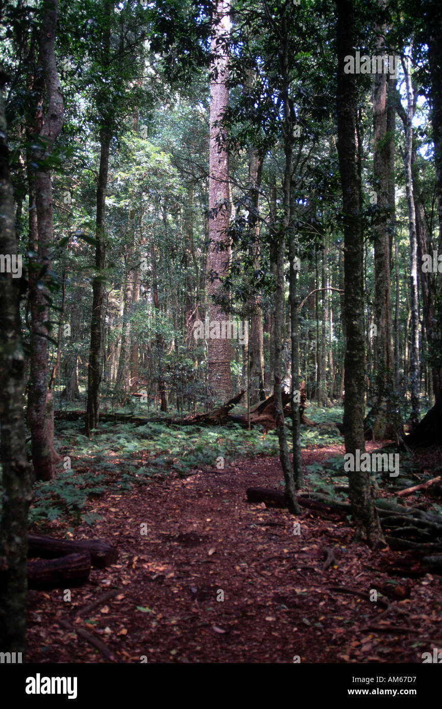 November 1995 Bunya Mountains National Park Queensland Australia Bunya ...