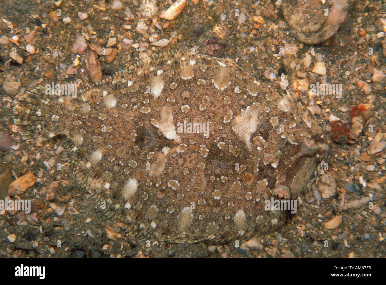 Eyed Flounder Bothus ocellatus Stock Photo - Alamy