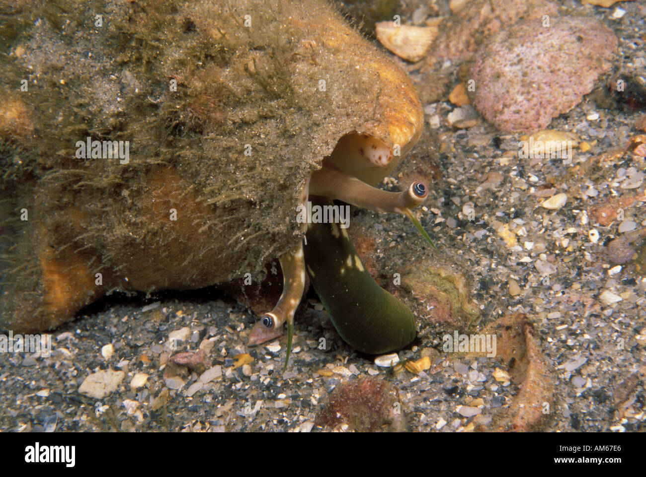 Milk Conch Strombus costatus showing eyes and proboscis Stock Photo - Alamy