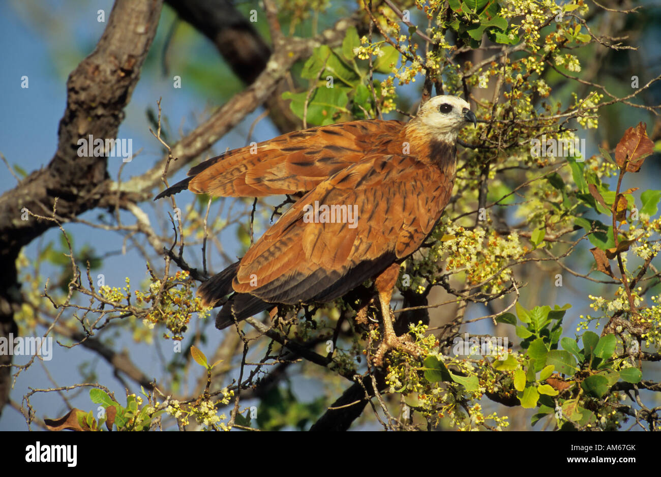 Black-collared Hawk (Busarellus nigricollis) Pantanal, Brazil, South ...