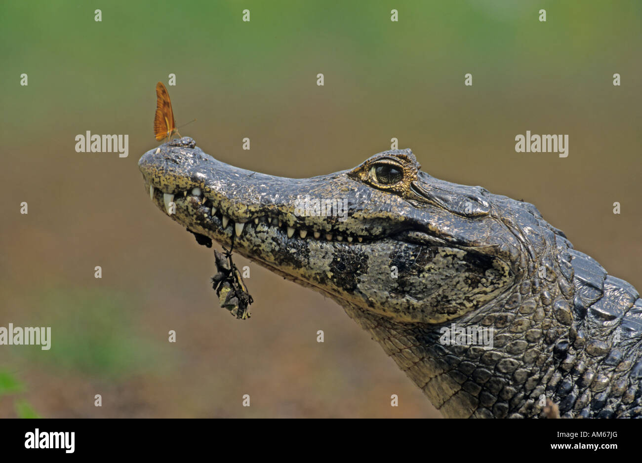 Close view caiman nose hi-res stock photography and images - Alamy