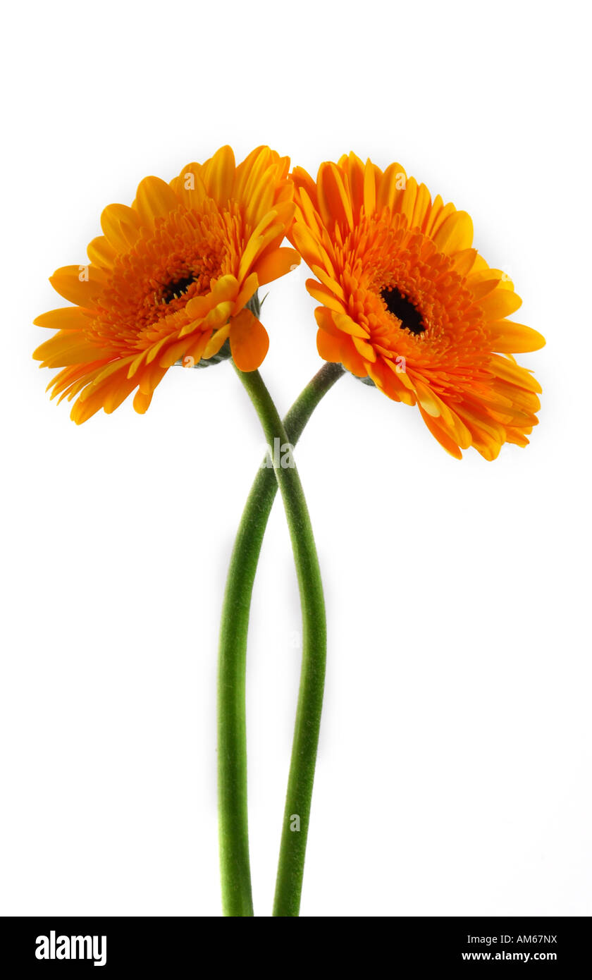 Two yellow gerbera Stock Photo - Alamy
