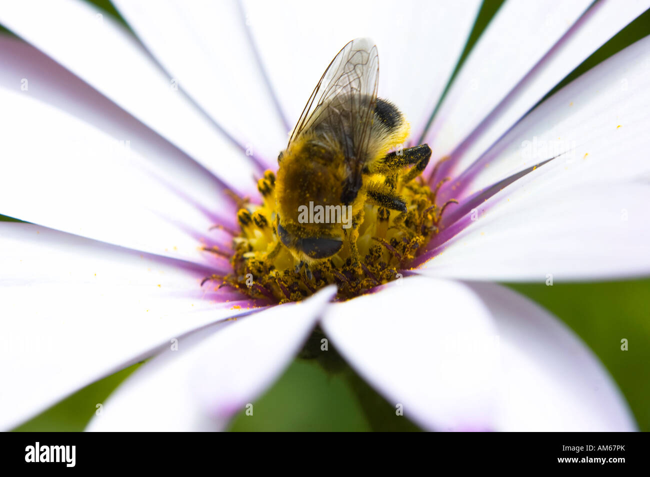 bee feeding on daisy pollen Stock Photo - Alamy