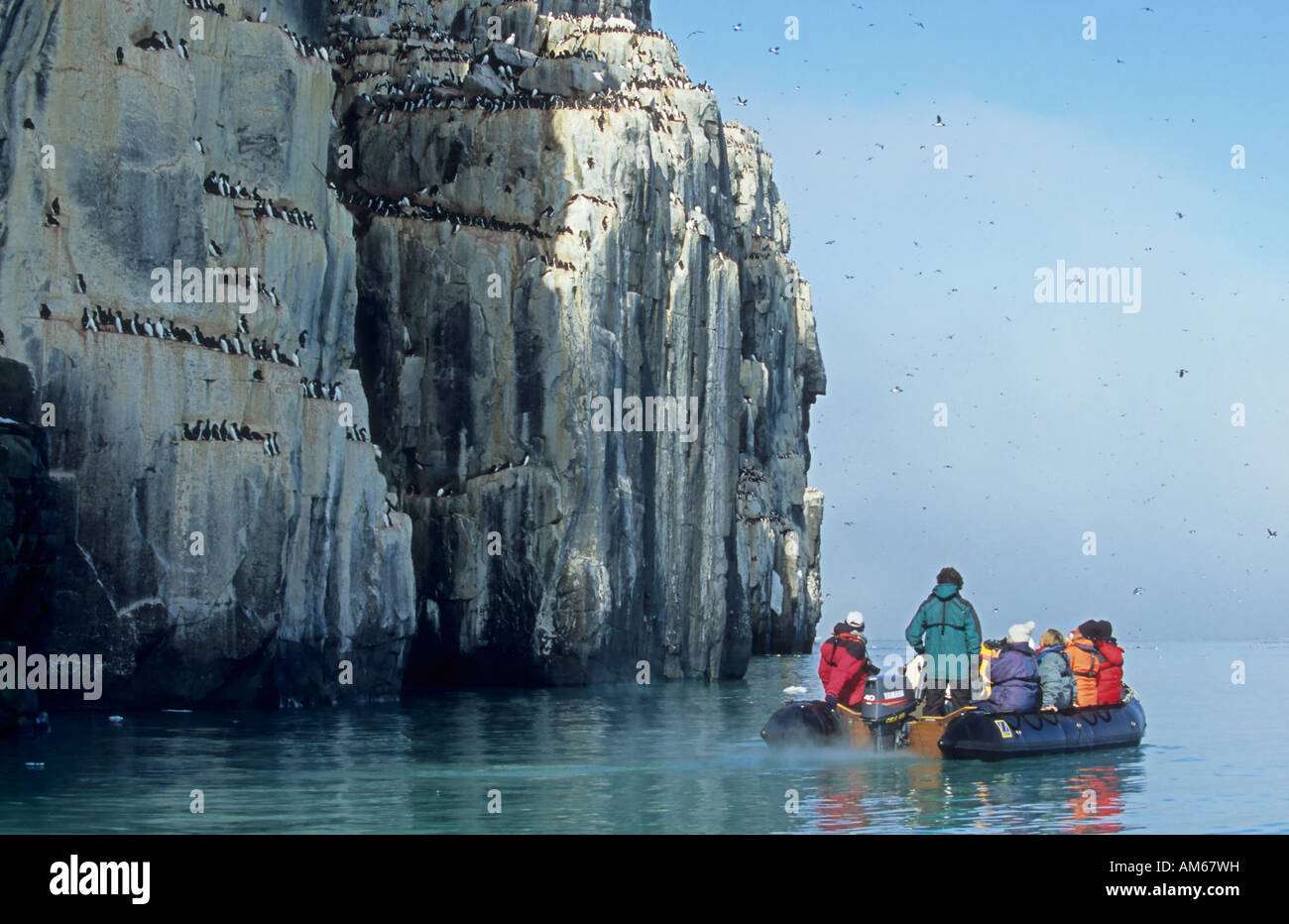 Ornithologists watching Common Guillemotts (Uria aalge) at a bird rock ...