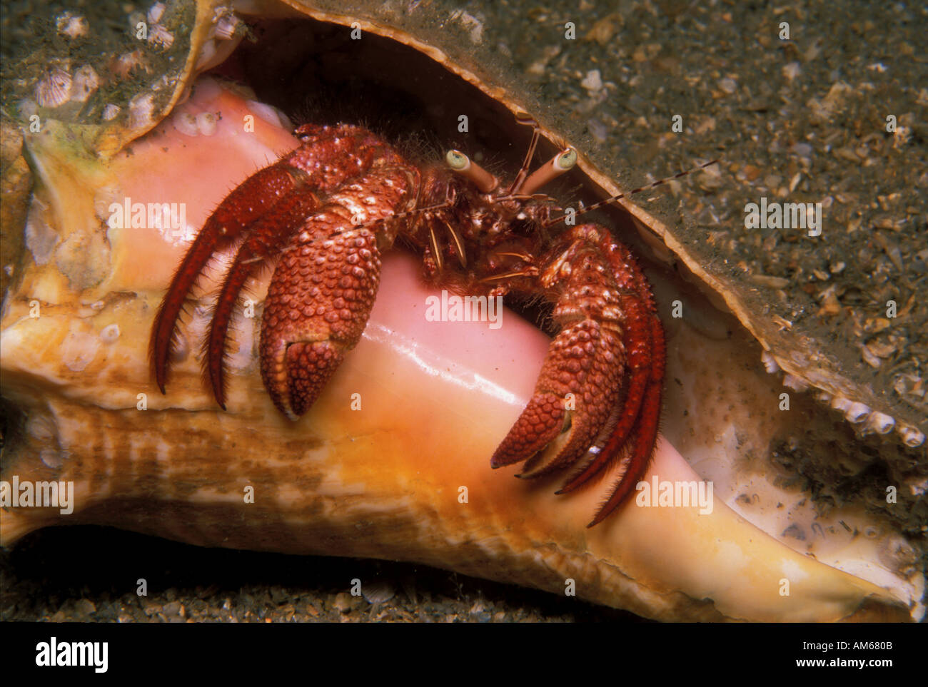 Giant Hermit Petrochirus diogenes Stock Photo - Alamy