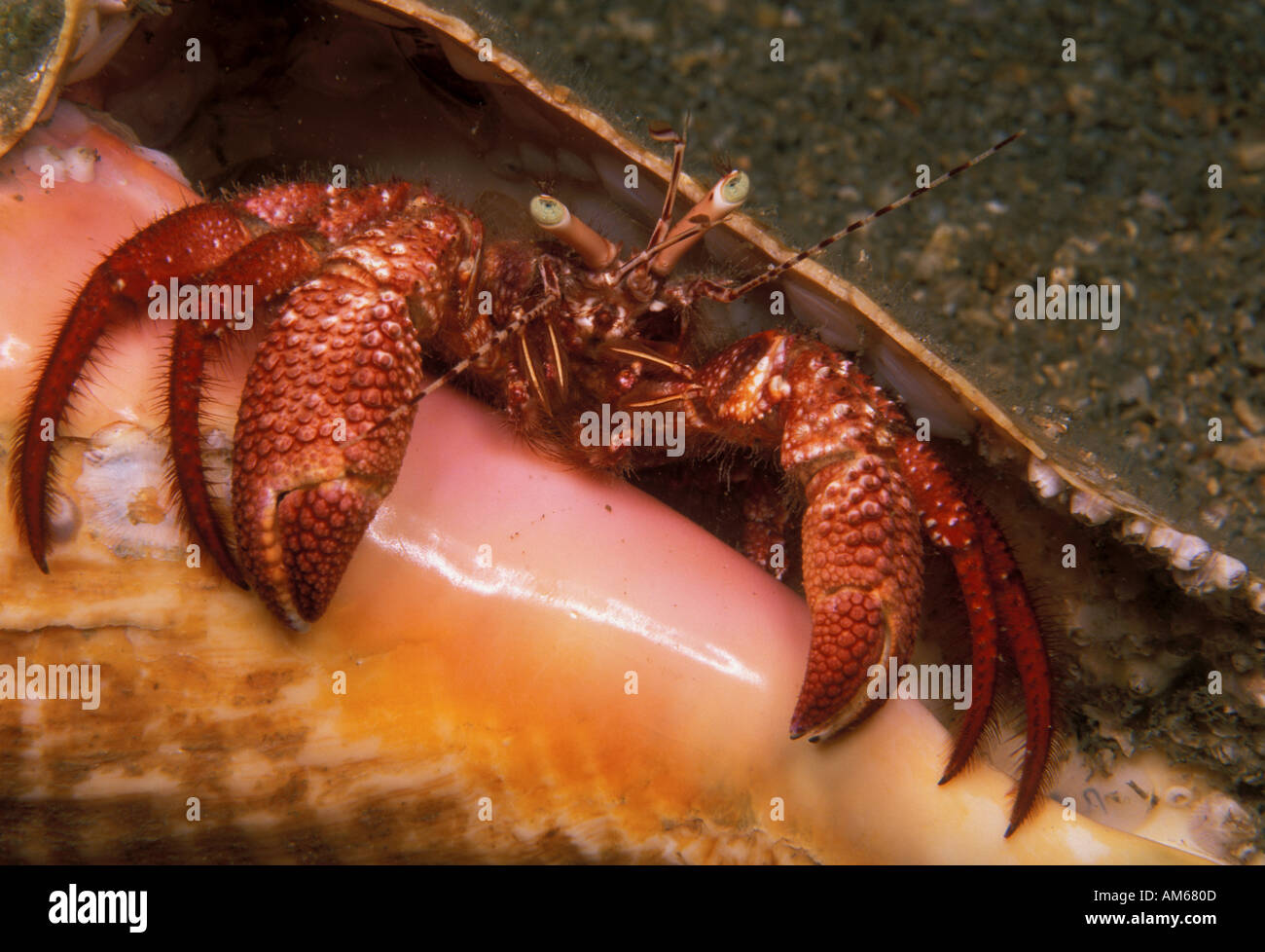 Giant Hermit Petrochirus diogenes Stock Photo - Alamy