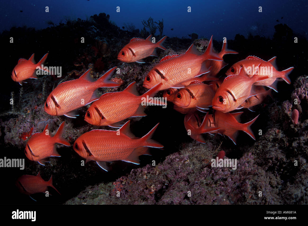 Black bar soldierfish hi-res stock photography and images - Alamy