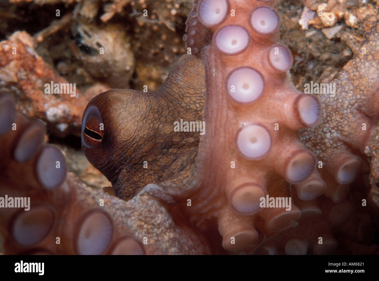 Caribbean Reef Octopus Octopus briareus Stock Photo - Alamy