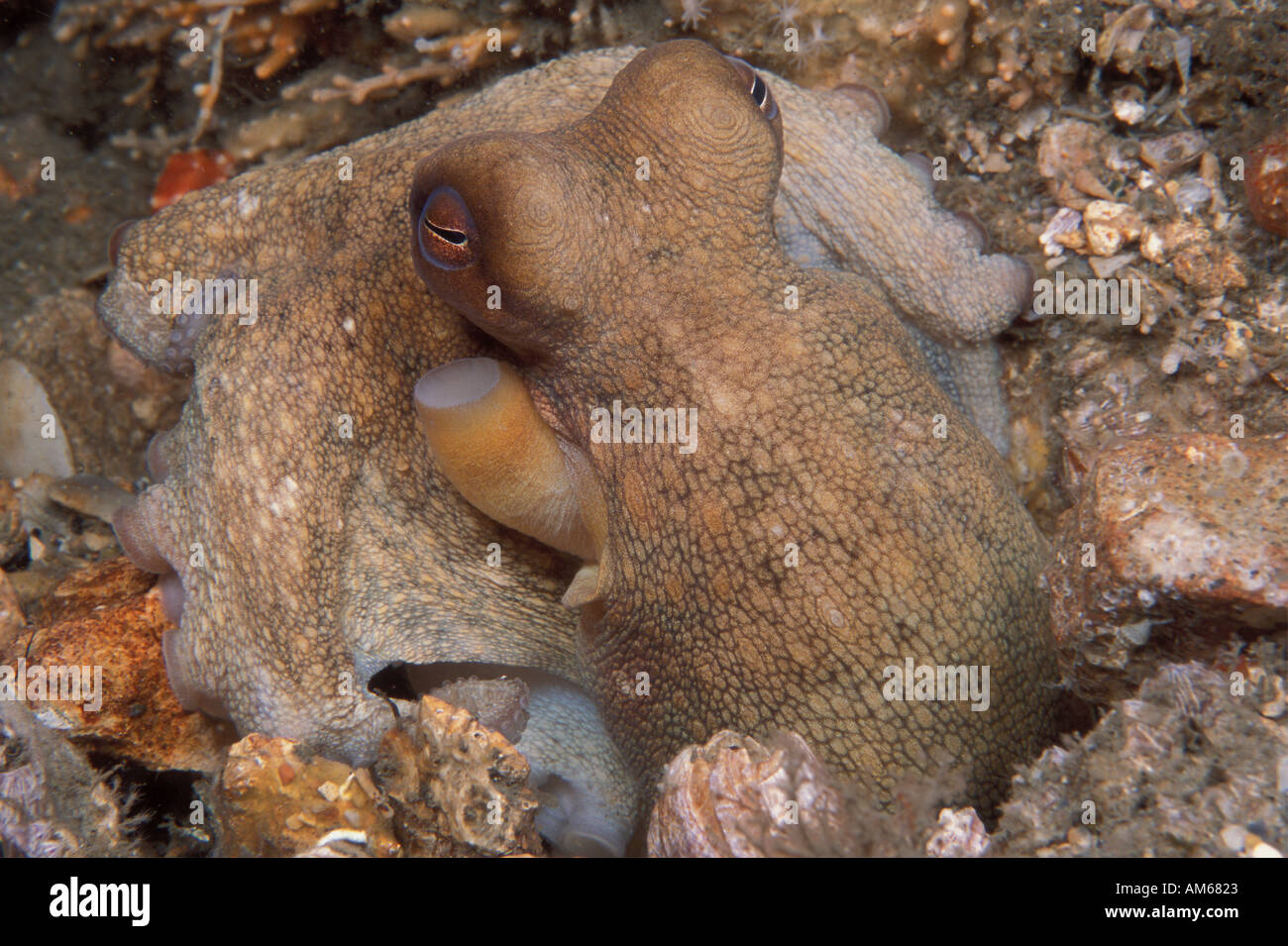 Caribbean Reef Octopus Octopus briareus Stock Photo - Alamy