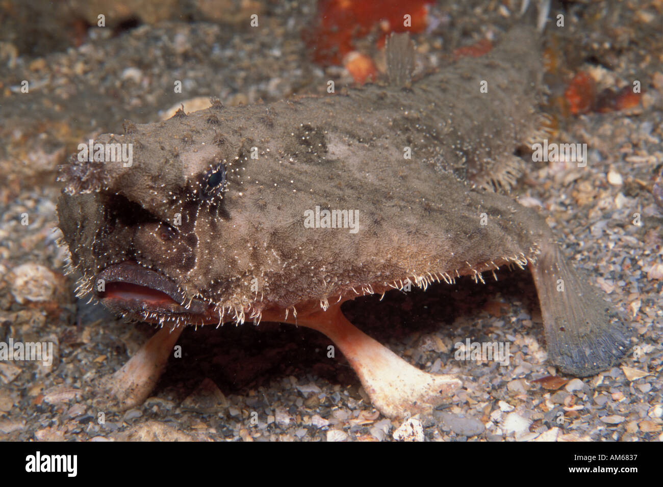 Shortnose Batfish Ogcocephalus nasutus Stock Photo - Alamy