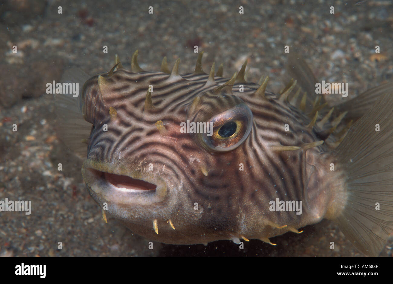 Chilomycterus hi-res stock photography and images - Alamy