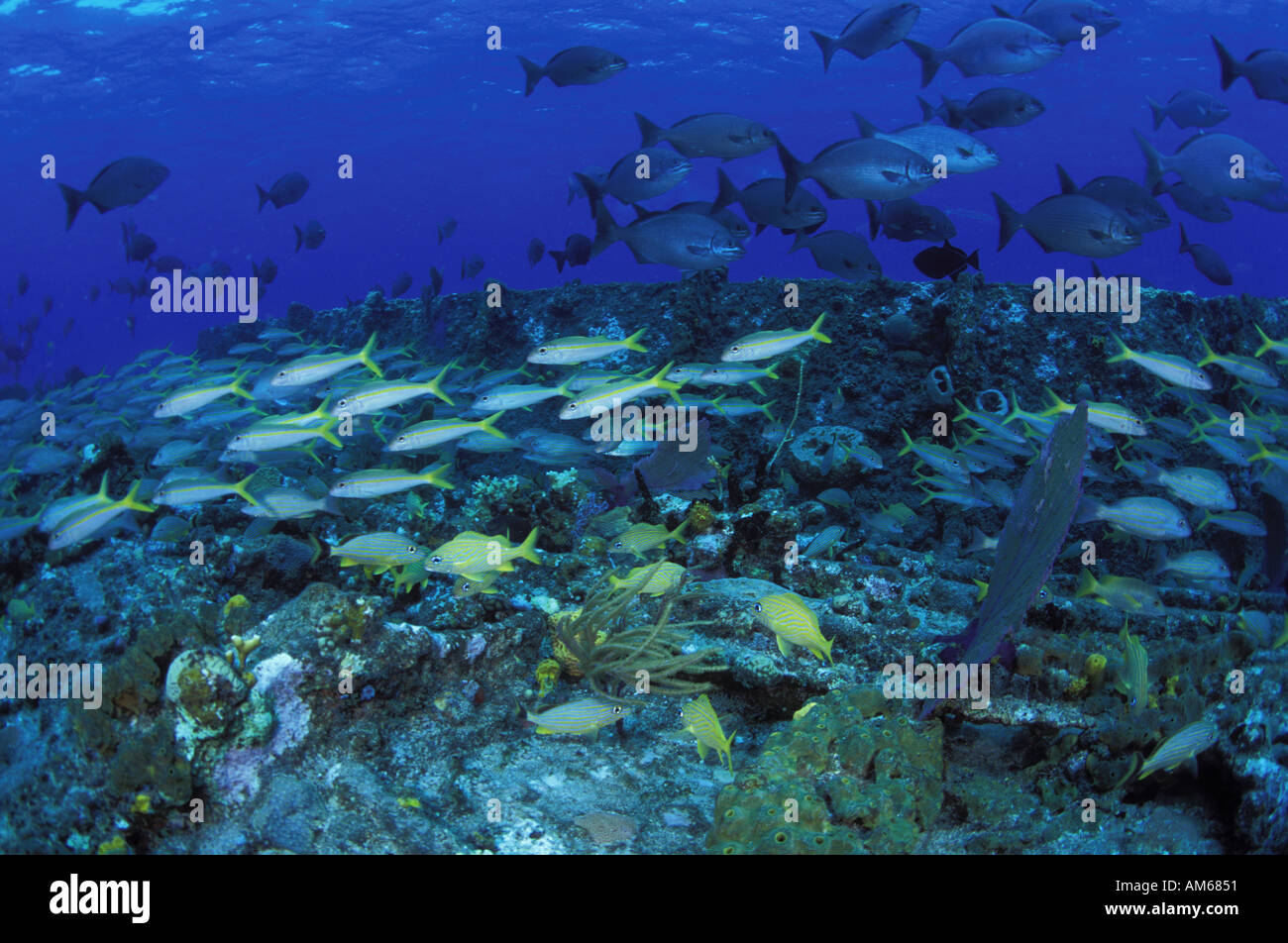 Bermuda triangle shipwreck hi-res stock photography and images - Alamy