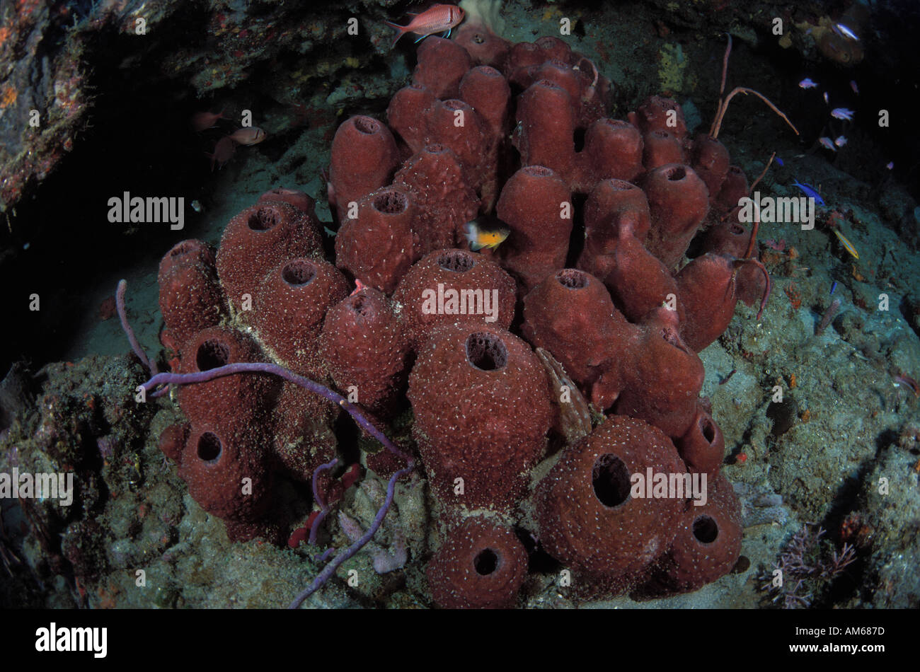 Volcano sponge hi-res stock photography and images - Alamy