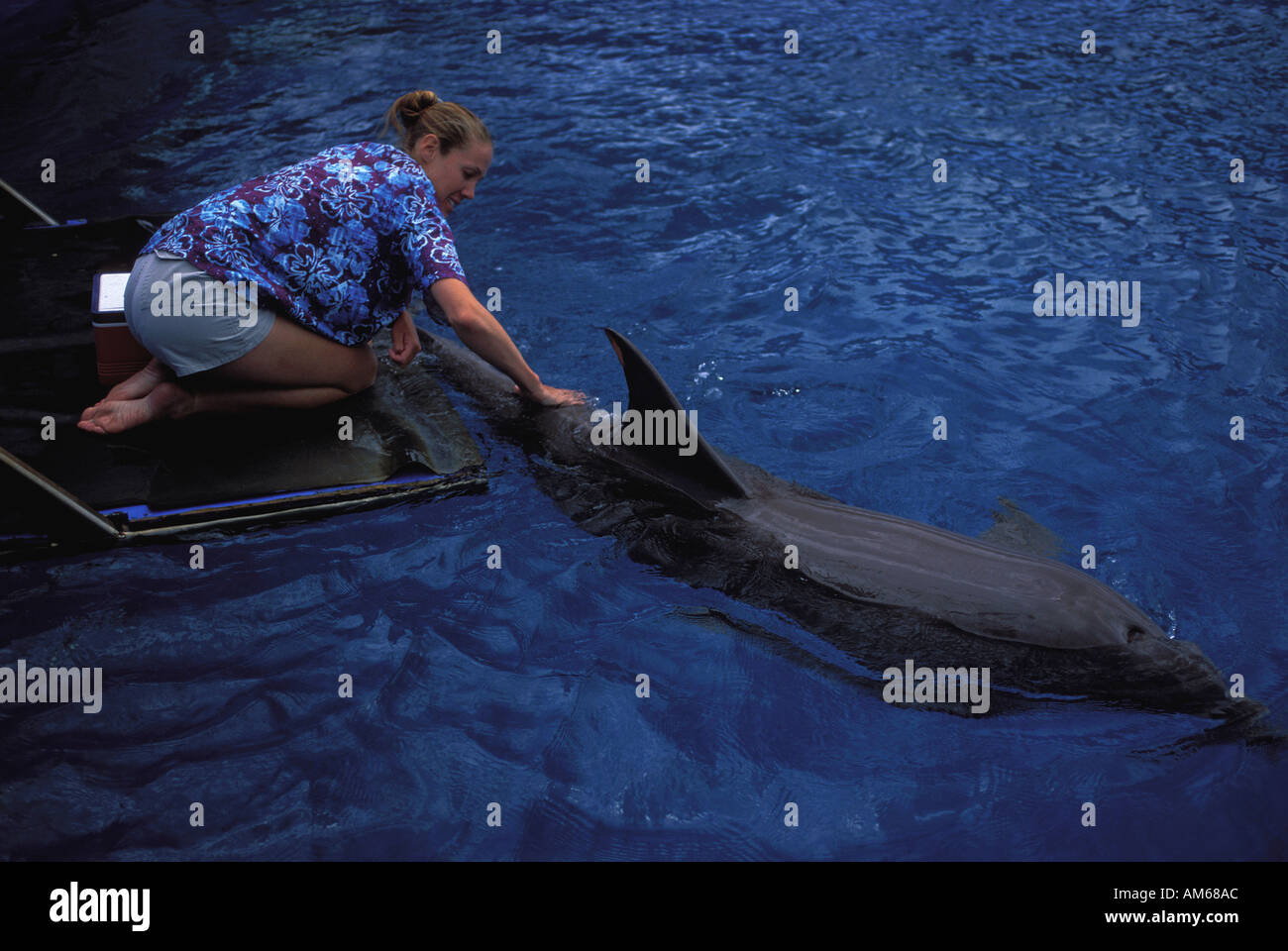 Bottlenose Dolphin Tursiops truncatus and trainer Stock Photo - Alamy