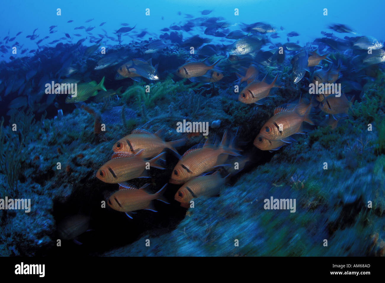 Black bar soldierfish hi-res stock photography and images - Alamy