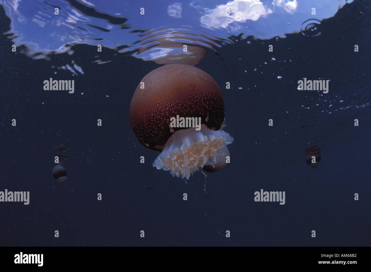 Stomolophus hi-res stock photography and images - Alamy