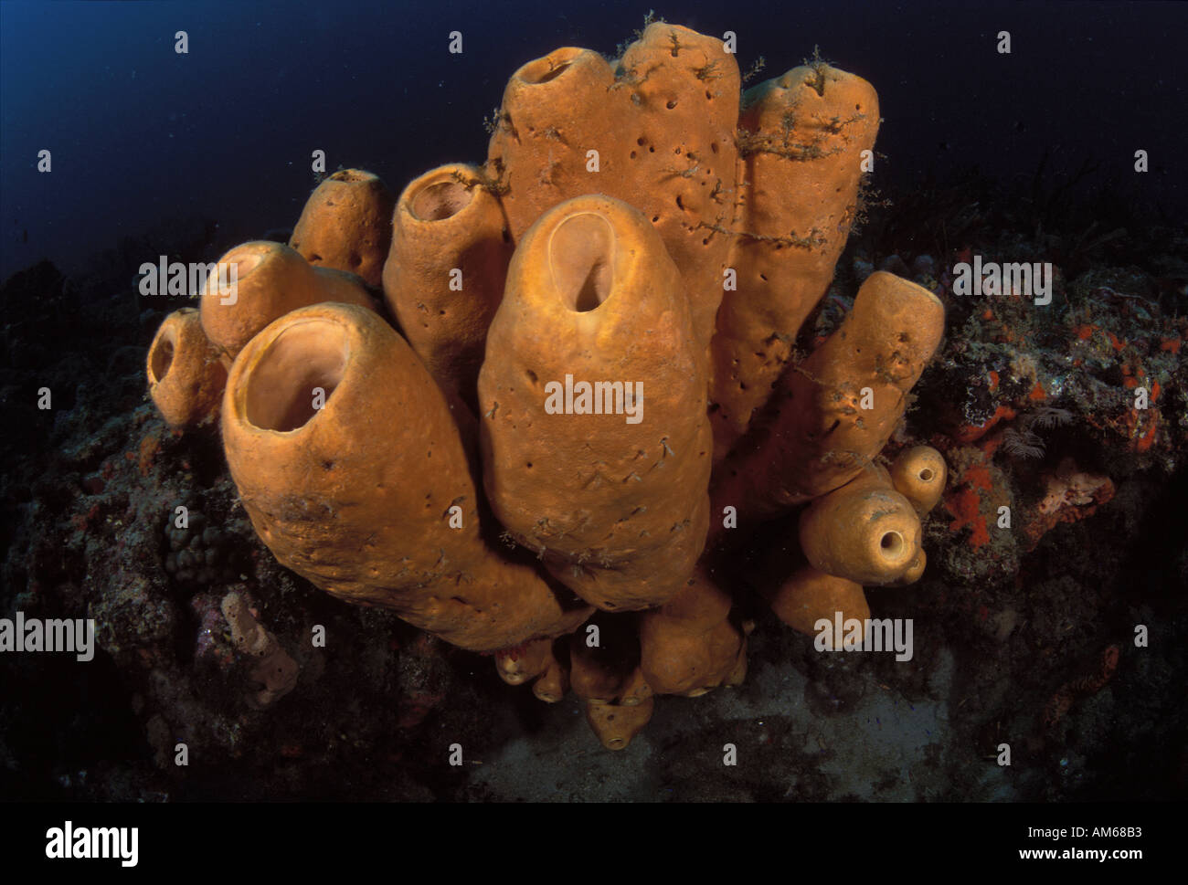 Agelas conifera hi-res stock photography and images - Alamy