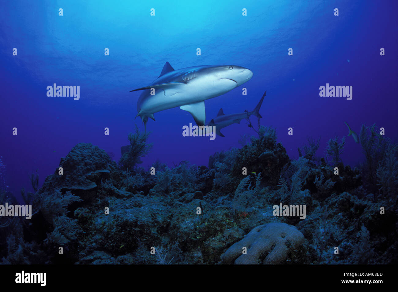 Caribbean Reef Shark Carcharinus perezi Stock Photo - Alamy