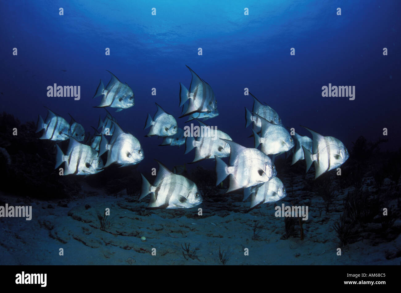 Atlantic Spadefish Chaetodipterus faber Stock Photo - Alamy