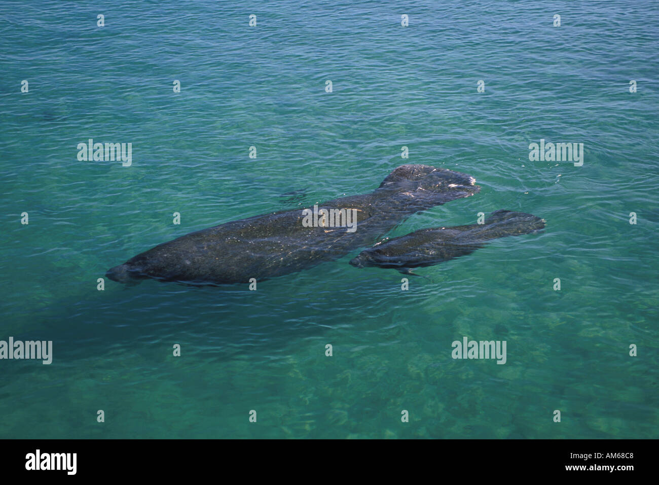Florida manatee power plant hi-res stock photography and images - Alamy