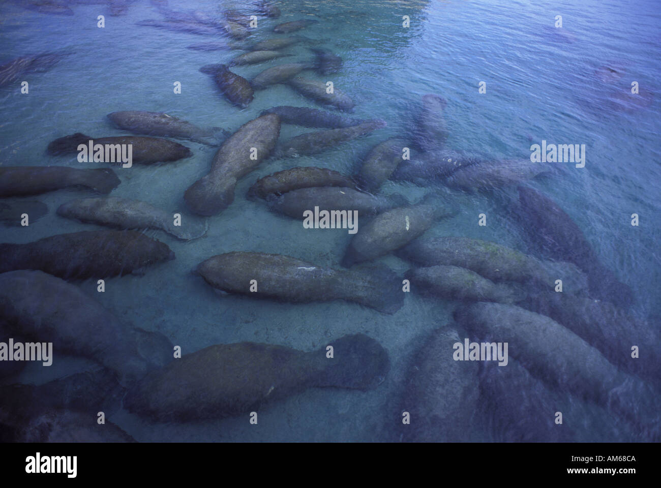 Manatee seeking shelter from the cold at warm water discharge of FPL ...
