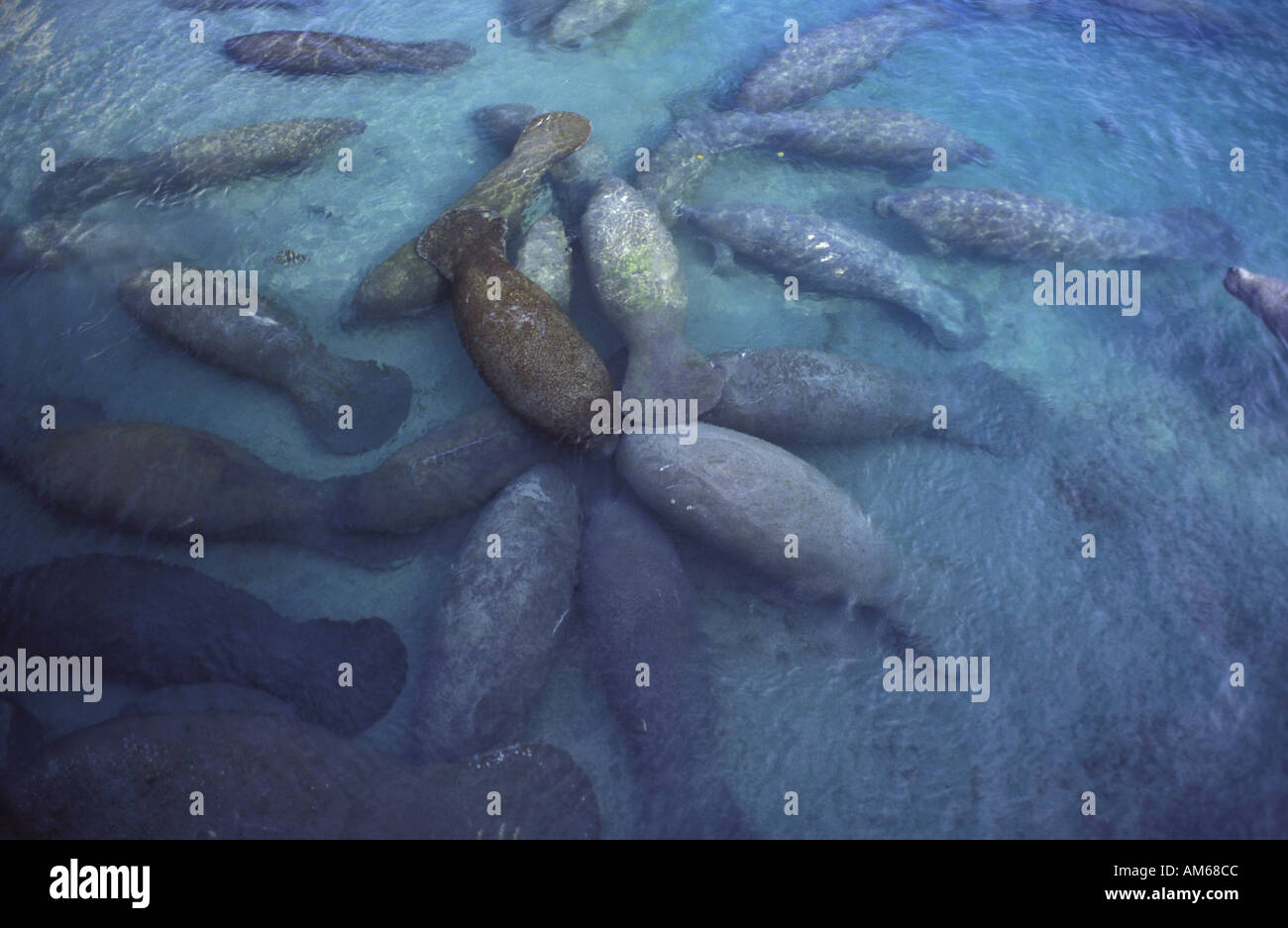 Manatee seeking shelter from the cold at warm water discharge of FPL ...