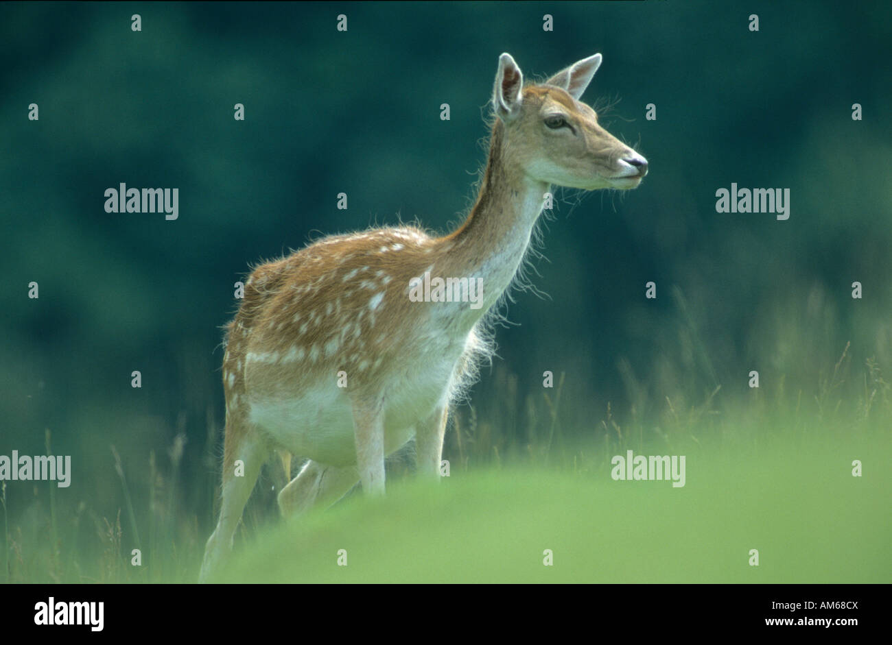 Fallow deer doe Dama dama Kent England Summer Stock Photo - Alamy