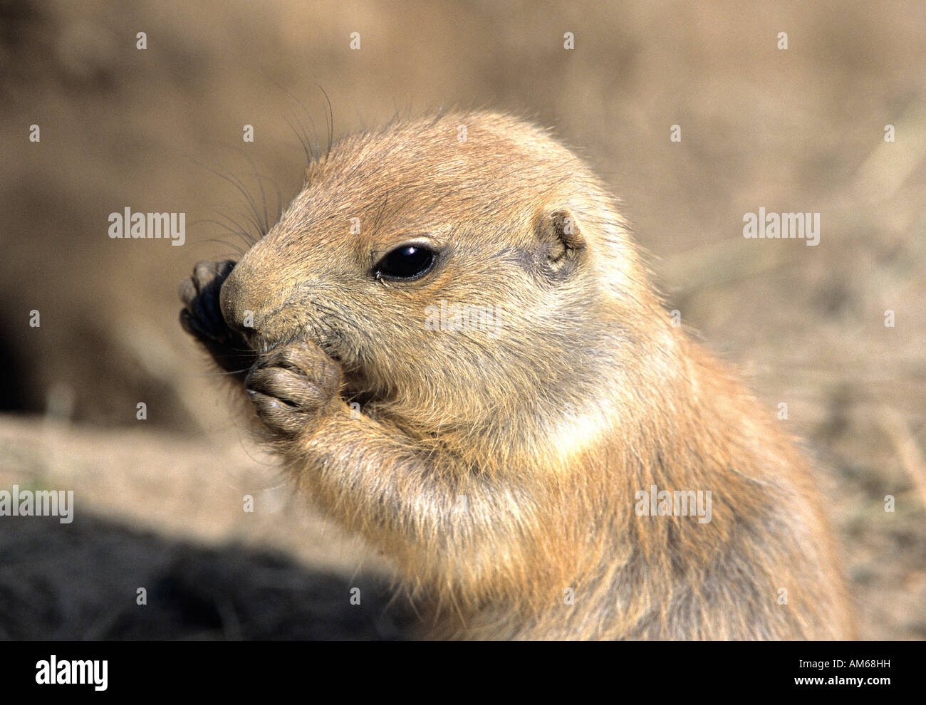 Cynomis Stock Photos & Cynomis Stock Images - Alamy