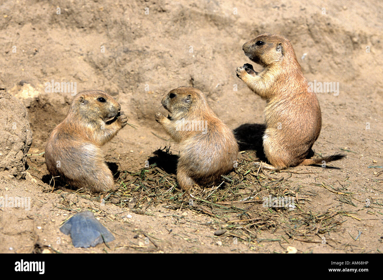 Cynomis Stock Photos & Cynomis Stock Images - Alamy