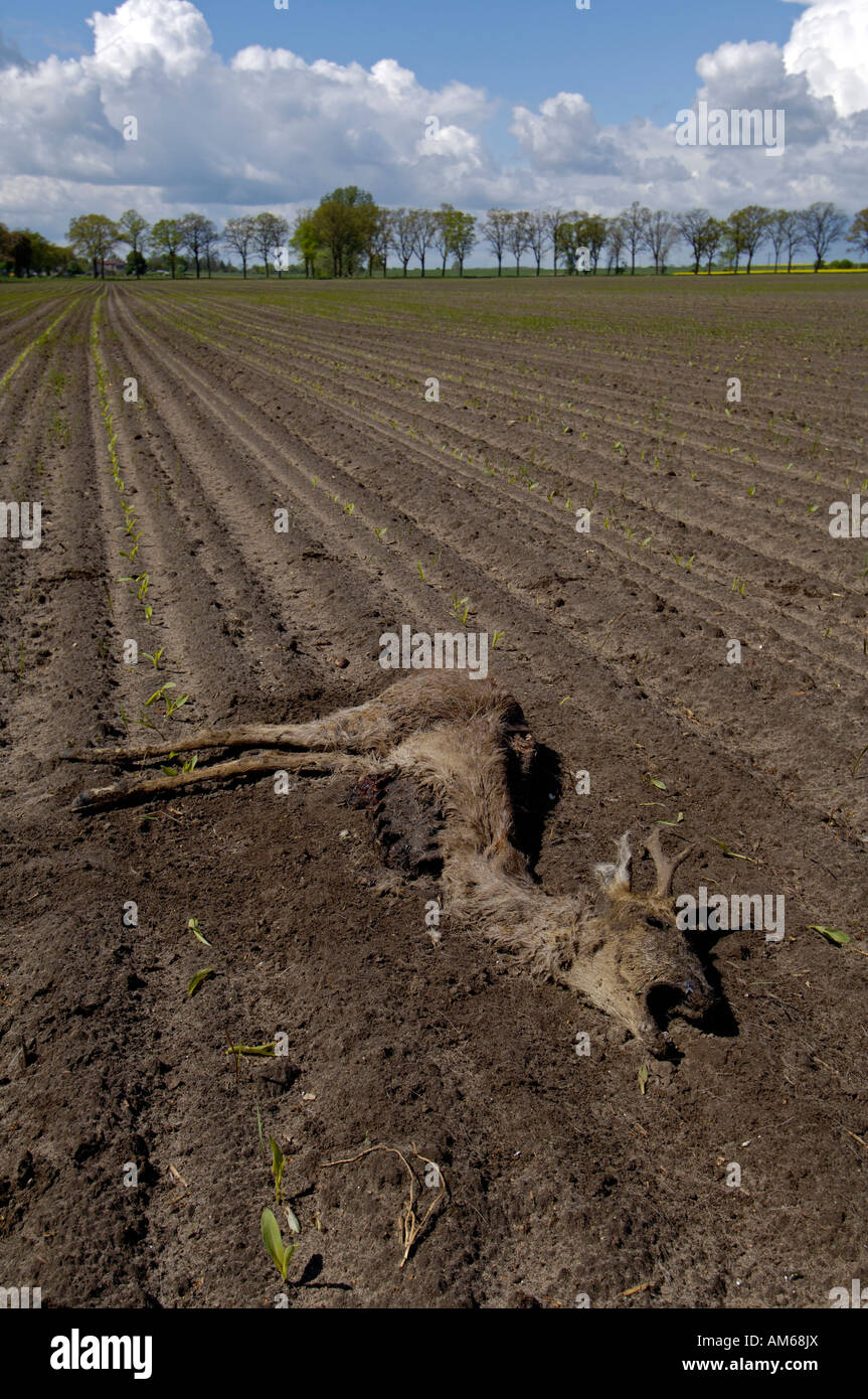 Dead deer hi-res stock photography and images - Alamy