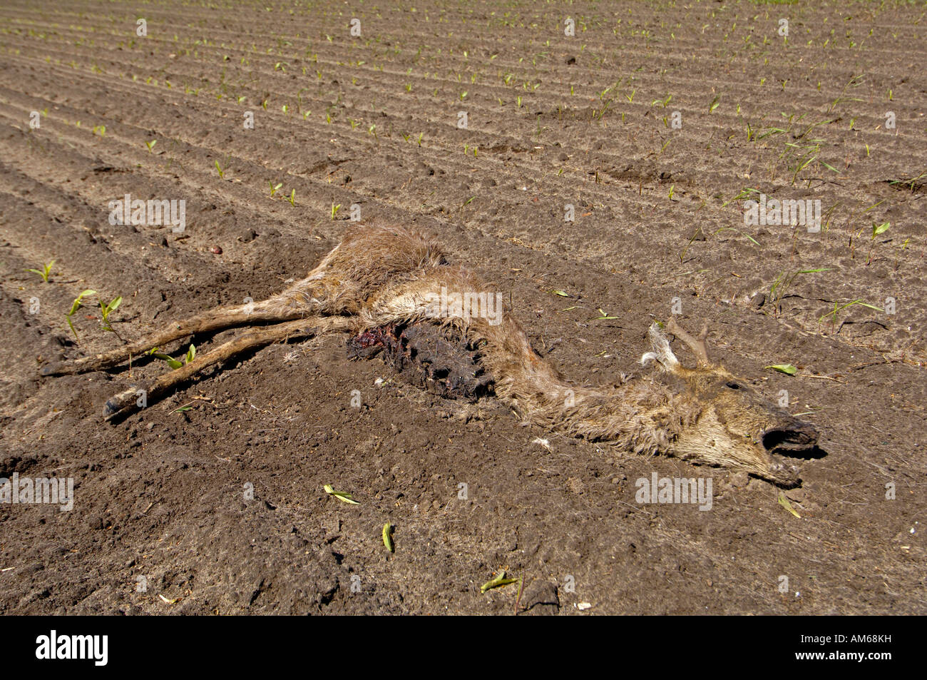 Roe deer, Capreolus capreolush dead after accident Stock Photo - Alamy