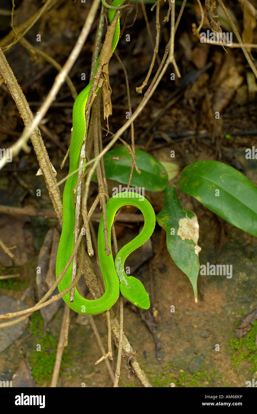 Trimeresurus Albolabris Stock Photos & Trimeresurus Albolabris Stock ...