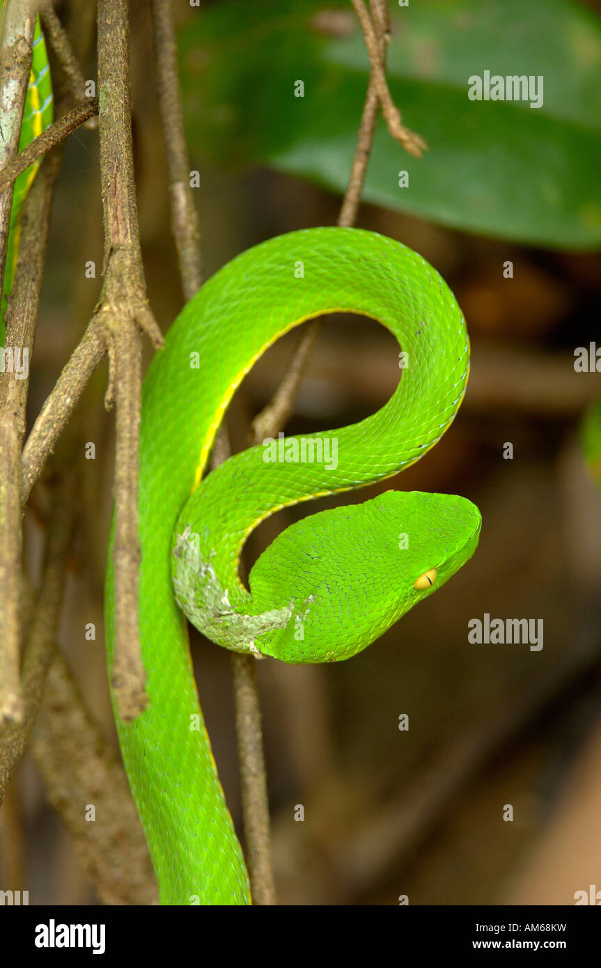 Trimeresurus albolabris hi-res stock photography and images - Alamy