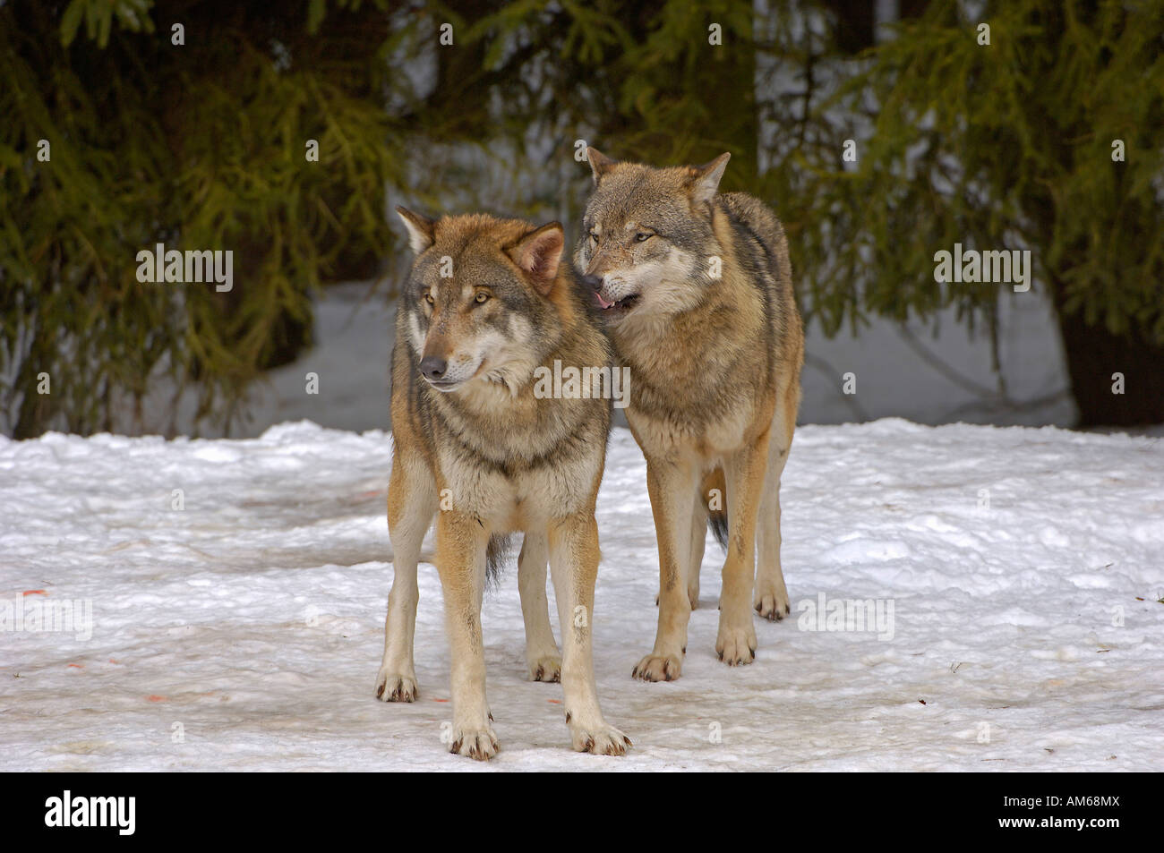 Wolf, Canis lupus Stock Photo - Alamy