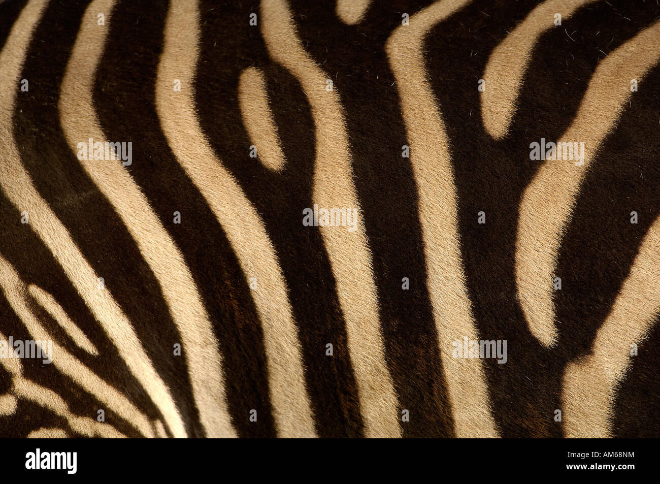 Zebra pelt hi-res stock photography and images - Alamy