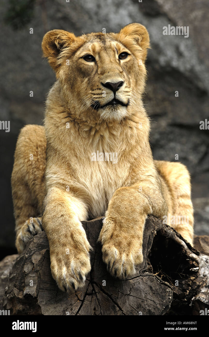 Lion pelt hi-res stock photography and images - Alamy